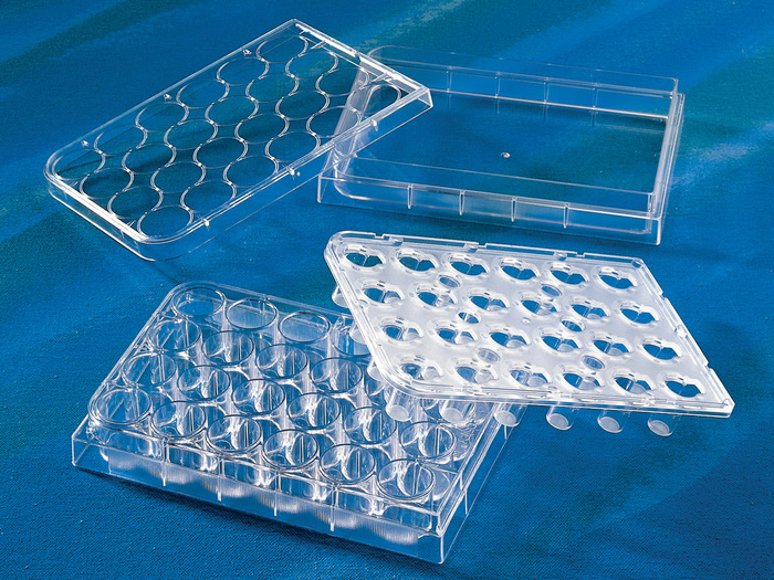 Air-Liquid Interface (ALI) Cultures | Corning