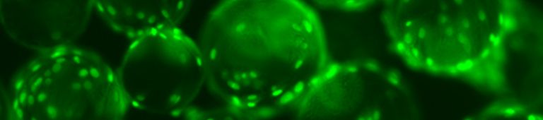 Microcarriers | Cell Expansion and Yield | Corning