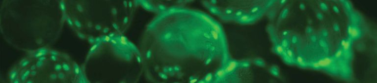 Cell Culture Microcarriers | Cell Culture | Corning