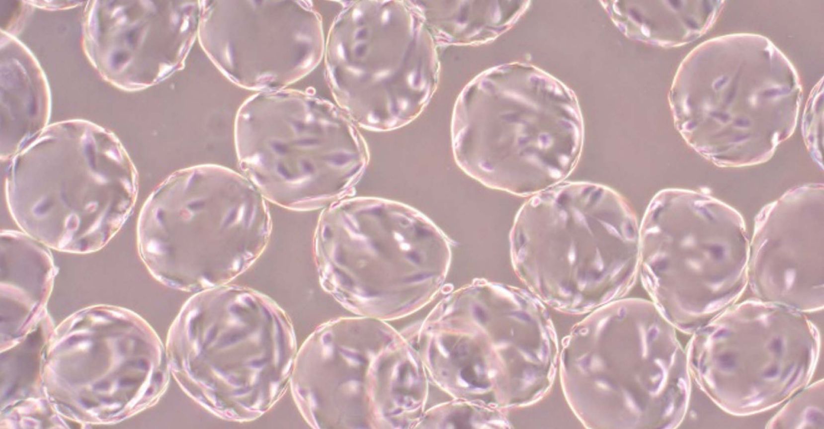 Corning to Introduce New Dissolvable Microcarriers for Improved Large ...