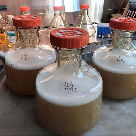 Corning® Erlenmeyer Shake Flasks | Disposable Flasks for Shaker Cell ...