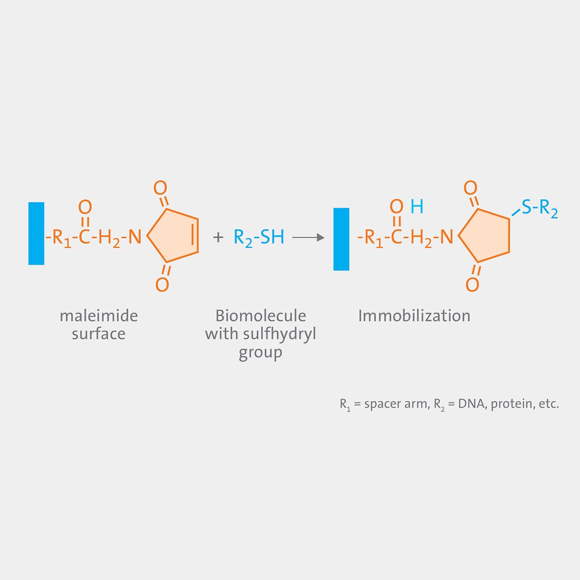 Sulfhydryl Group Properties Pdf Insights Into The Preparation Of