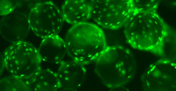 Stem Cell Products | Stem Cell Therapy Products | Corning