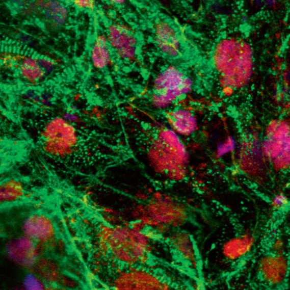 Seed Train Cell Culture | Advanced Therapy Development | Corning