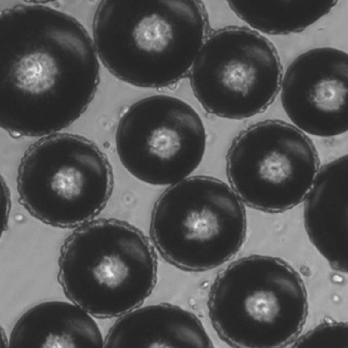 マイクロキャリア | 細胞増殖と収量 | Corning