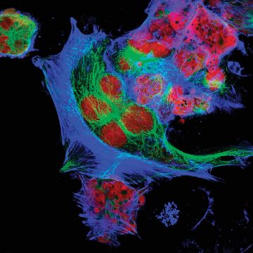 Cell-Based Assay Microplates | Microplates | Corning