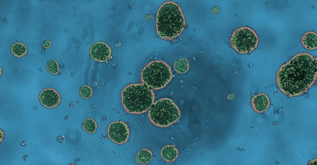 PureCoat™ Amine Surface | PureCoat™ Carboxyl Surface | Corning