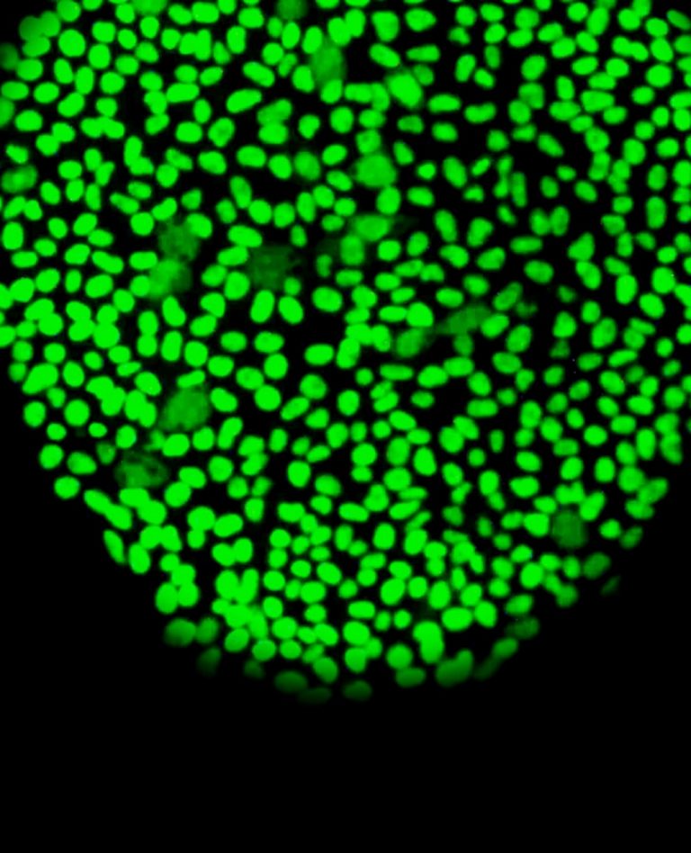 Corning® マトリゲル基底膜マトリックス｜細胞外基質 | Corning