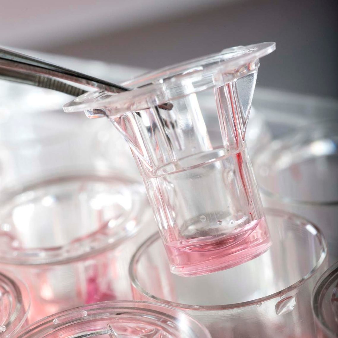 Air-liquid Interface (ALI) Cell Culture | In Vivo Disease Modeling ...