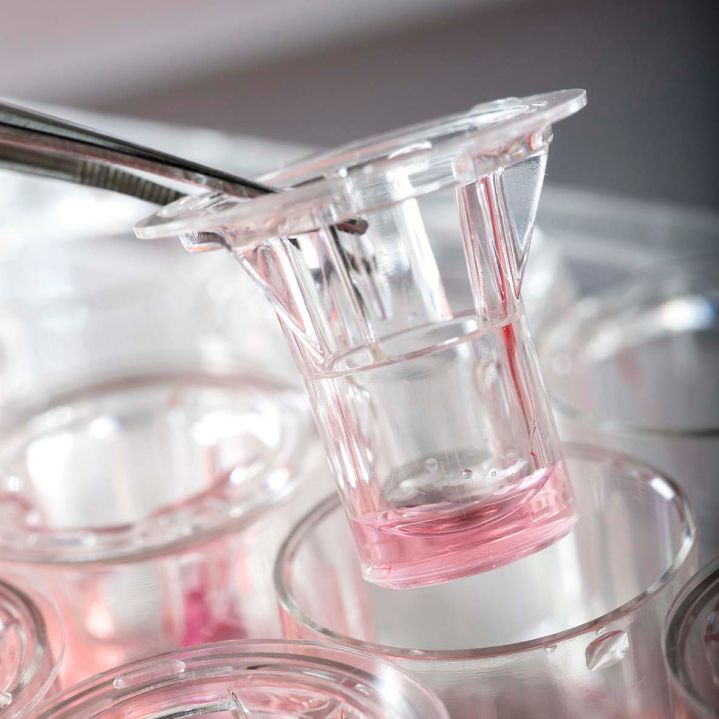 Air-liquid Interface (ALI) Cell Culture | In Vivo Disease Modeling ...