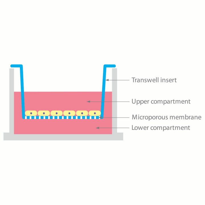 Permeable Supports | Individual Inserts | Corning