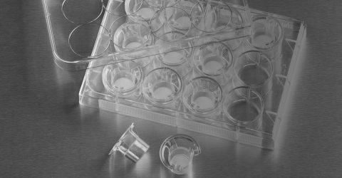 Permeable Supports | Individual Inserts | Corning