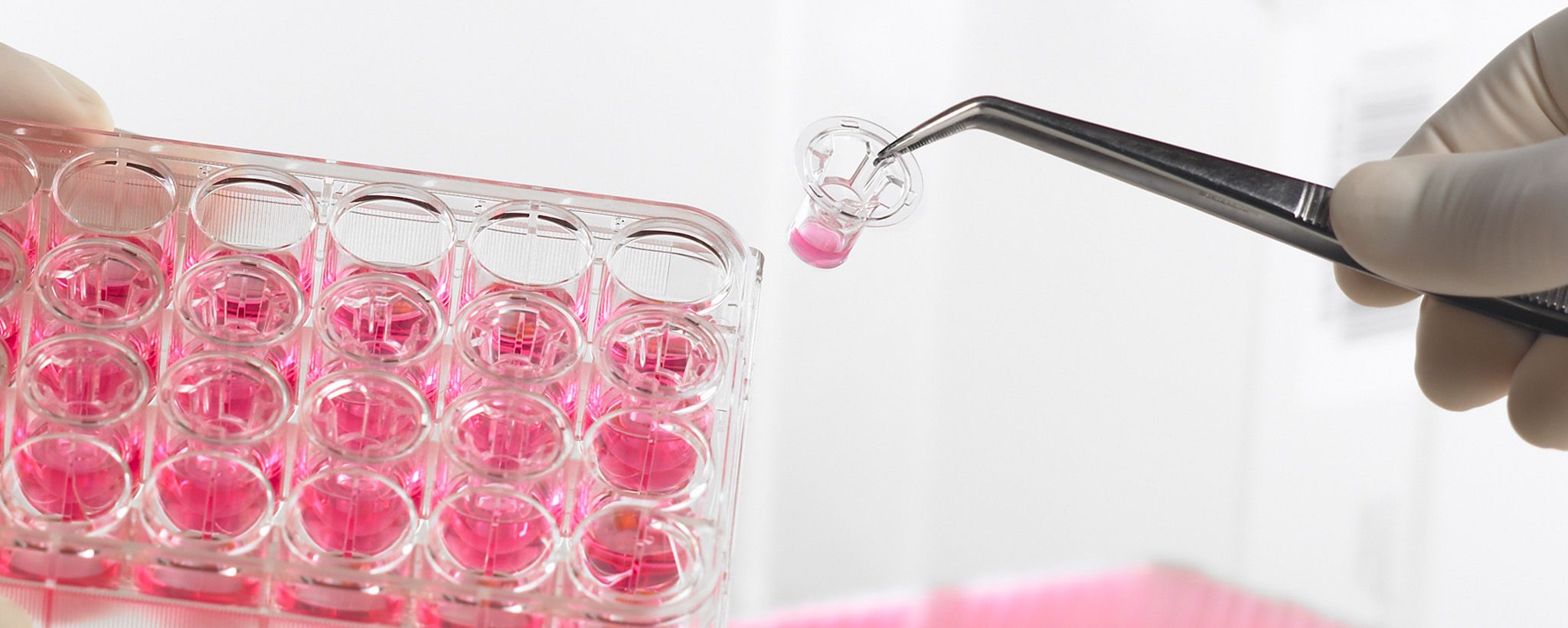 Permeable Supports | Individual Inserts | Corning