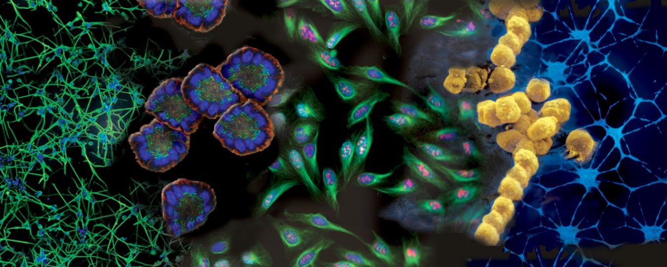 Cell Growth and Differentiation Applications | Corning