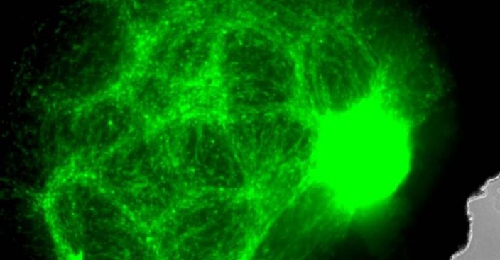 3D Organoid Culture Models | Corning