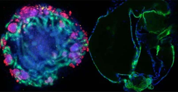 Organoid Models | 3D Cell Culture | Corning