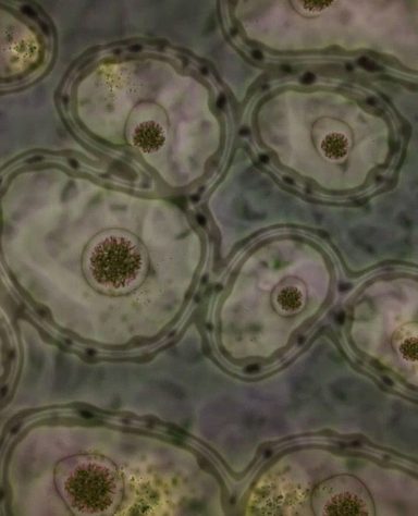 接着強化された細胞培養表面 | Corning