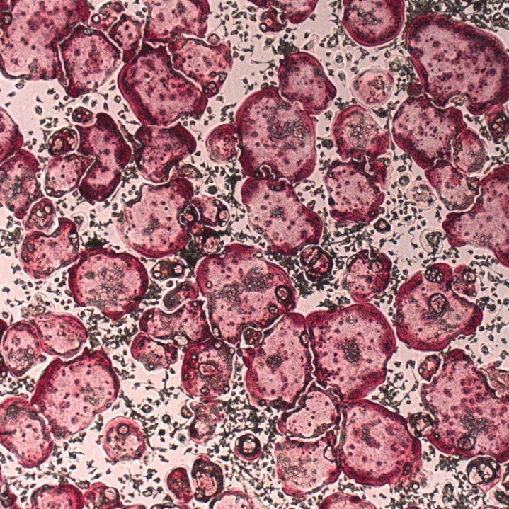 Osteo Assay | Osteo Assay Surface | Corning