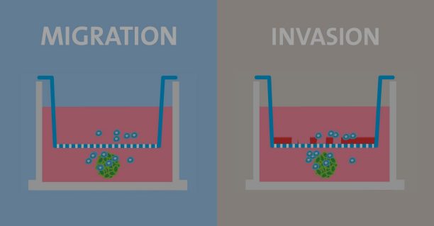 Corning Permeable Support Systems | HTS Insert Plates | Corning