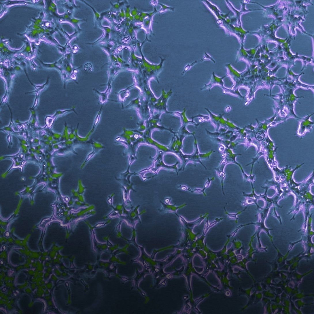 Corning® CellBIND® 表面｜マイナスチャージの先進的な細胞培養表面｜Corning