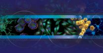 Cell Culture Surfaces | Cell Culture Environment | Corning