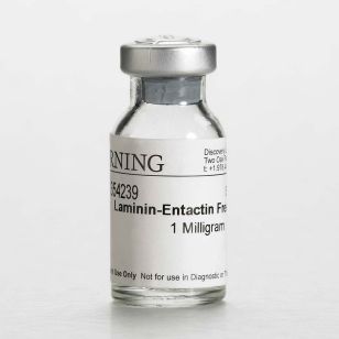 Corning® Laminin Surface | Laminin Coating | Corning