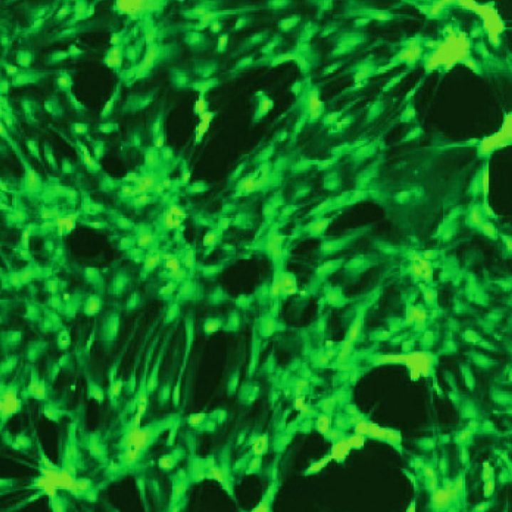 PureCoat™ Amine Surface | PureCoat™ Carboxyl Surface | Corning