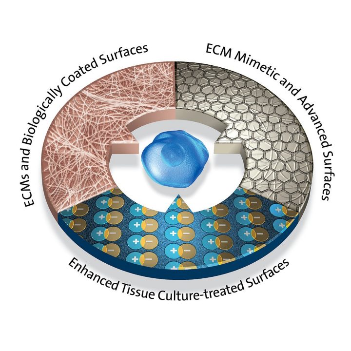 Cell Culture Surfaces | Cell Culture Environment | Corning