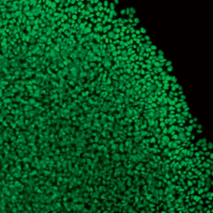 Synthemax Vitronectin Substrate | Life Sciences | Corning.com