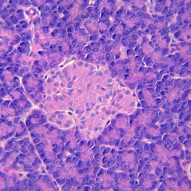 3D Cell Culture Models | Corning