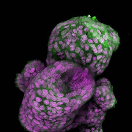 3D Cell Culture Models | Corning