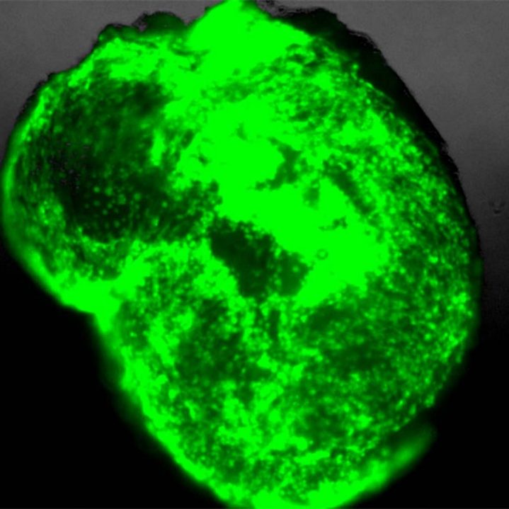 Cancer Research Products | Cancer Cell Research Resources | Corning