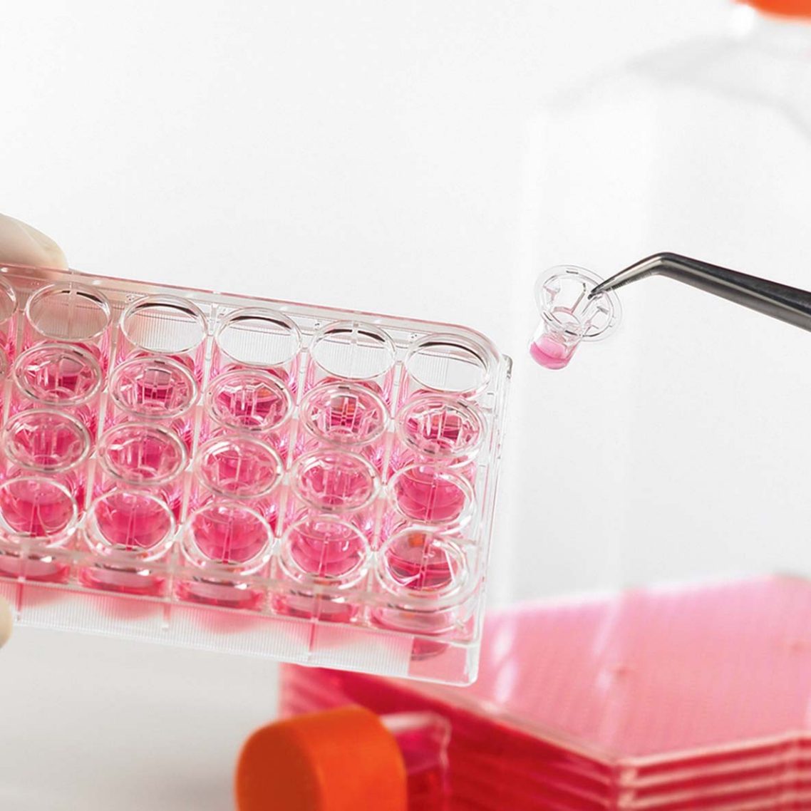 3D Organoid Models | 3D Organoid Culture | Corning