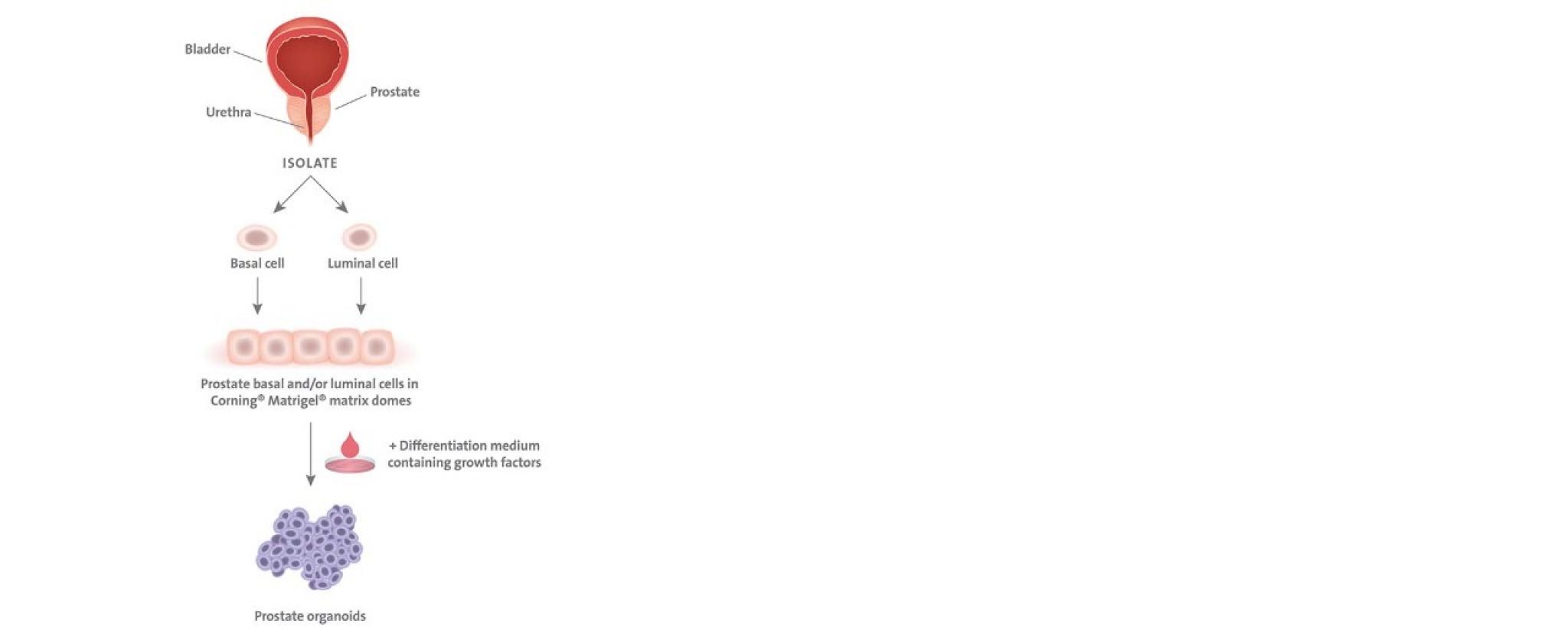 Organoid Models | 3D Organoid Culture | Corning