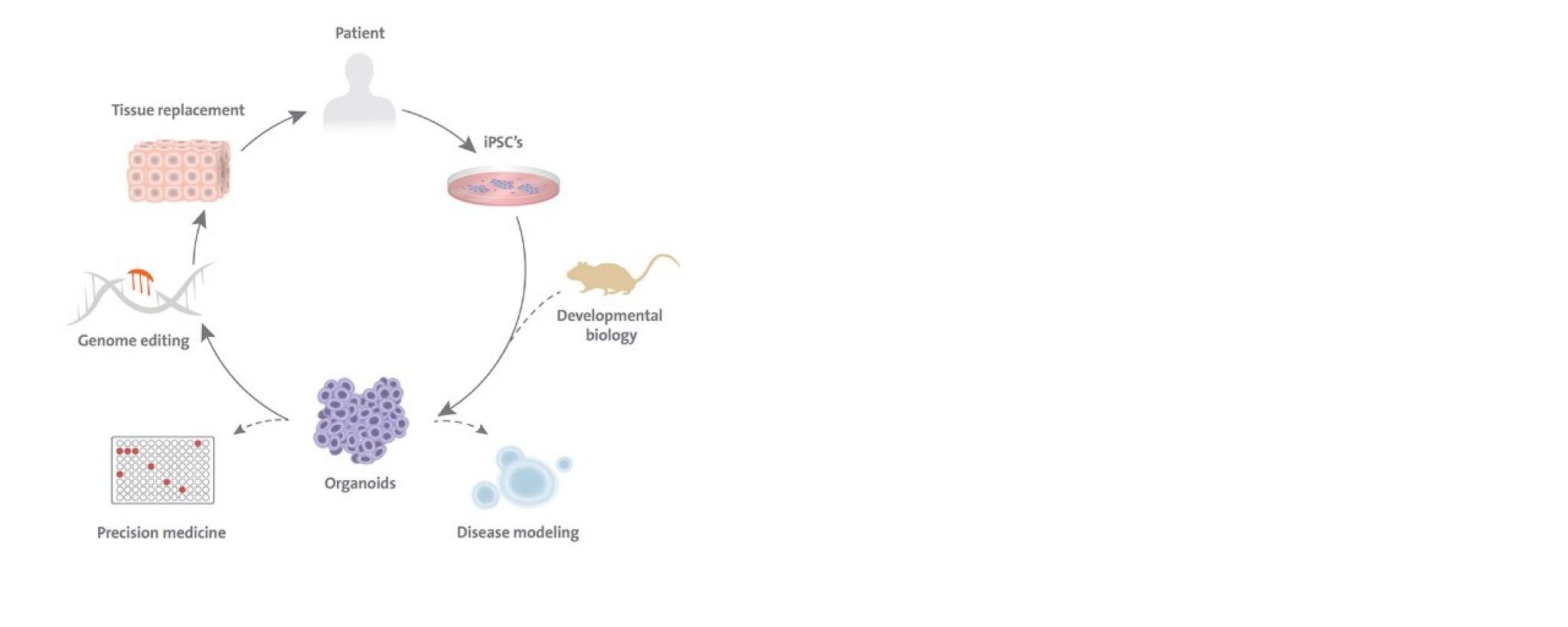 Organoid Models | 3D Organoid Culture | Corning