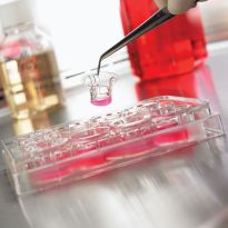 Cell Culture Consumables | Cell Cultureware, Surfaces and Media | Corning