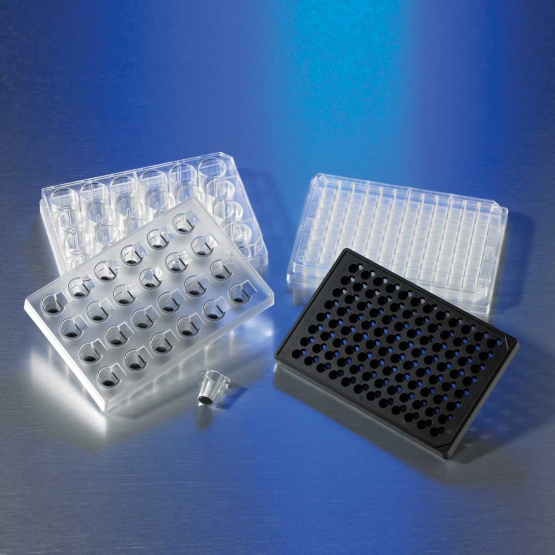 Cell Growth and Differentiation Applications | Corning