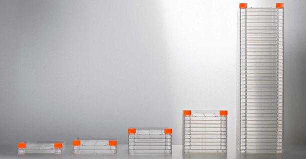 接着強化された細胞培養表面｜CellBIND表面、Primaria、PureCoatアミン、PuraMatrix | Corning