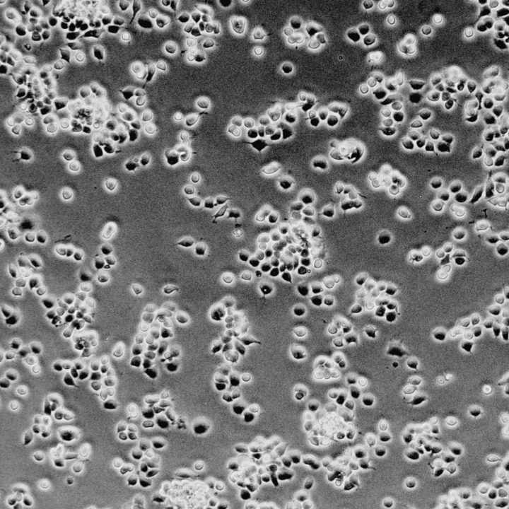 Collagen for Cell Culture | Corning