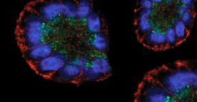 3D Cell Culture Models | Corning
