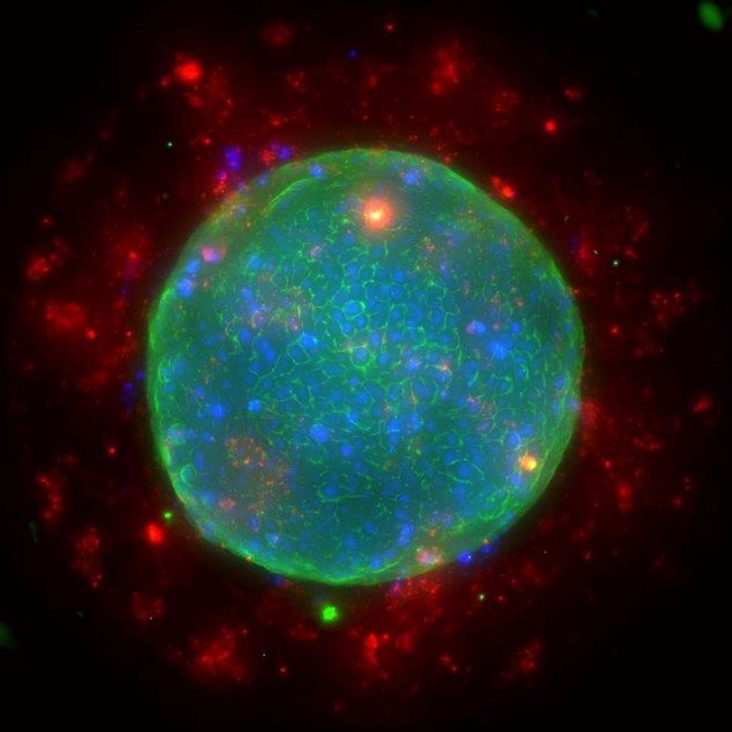 3D Cell Culture Models | Corning