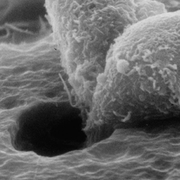 Cancer Research Products | Cancer Cell Research Resources | Corning