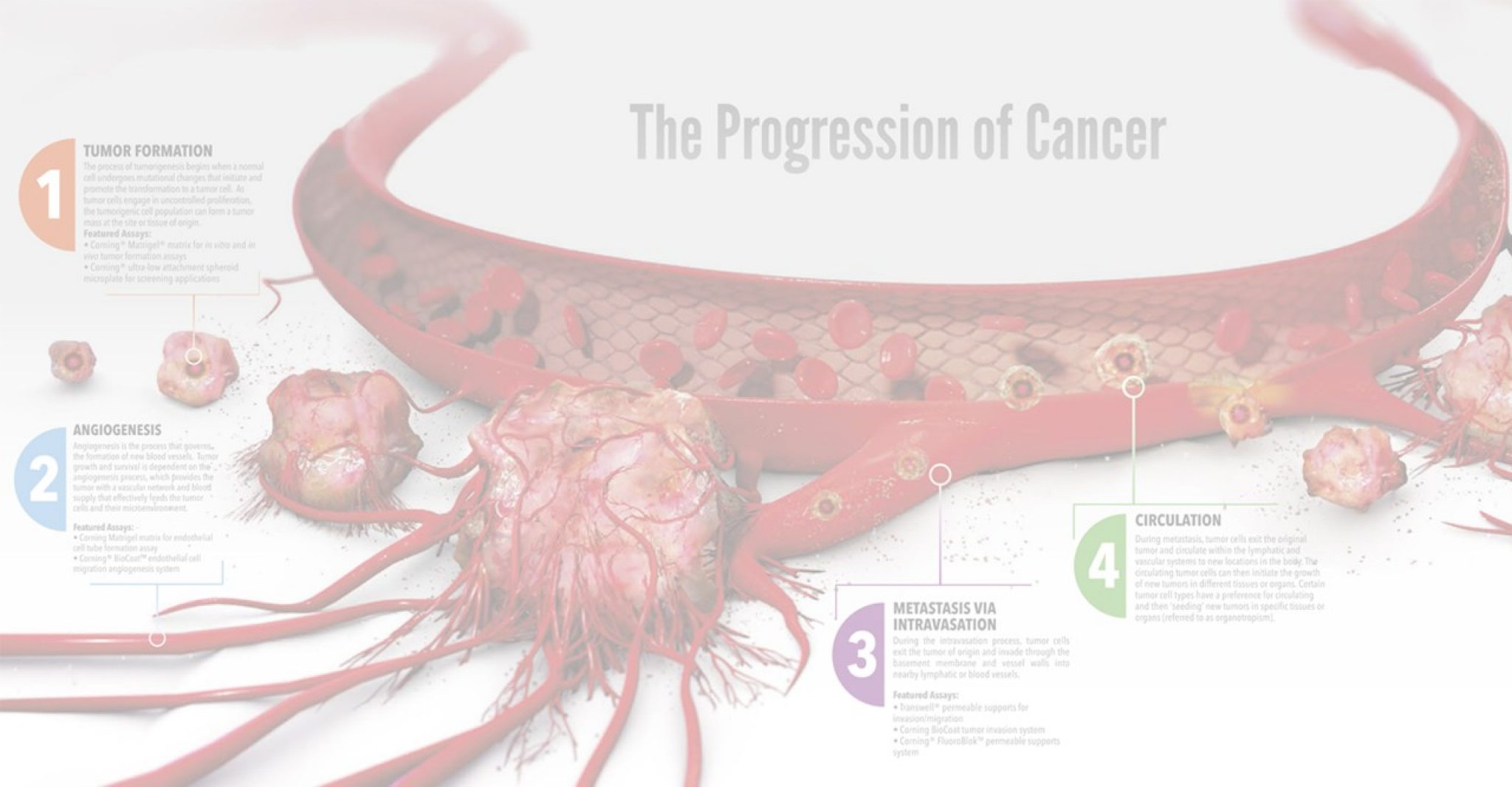 Progression of Cancer Poster | Corning Life Sciences