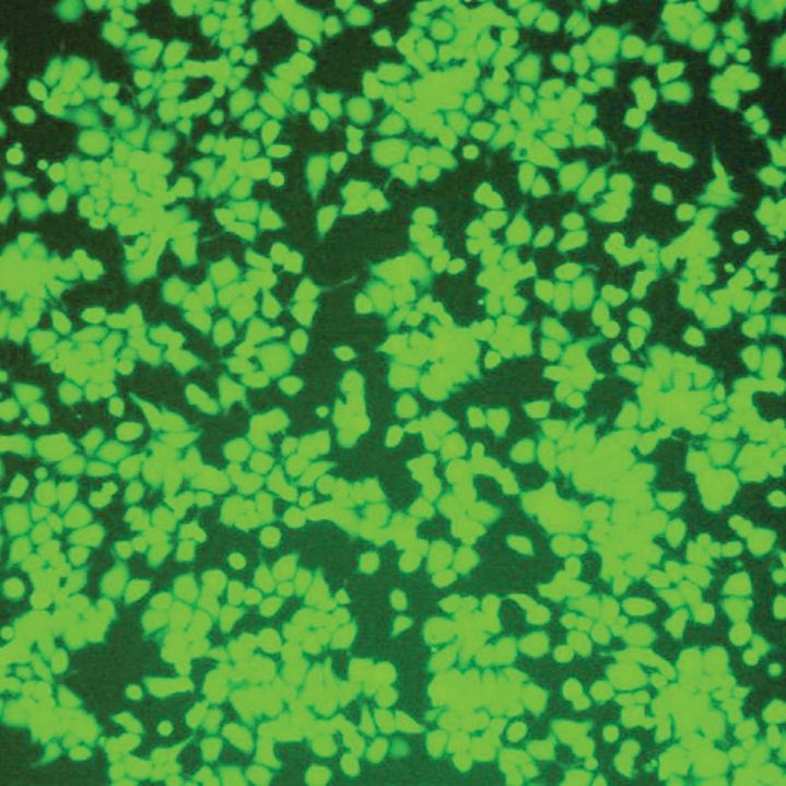 High Content Screening (HCS) Microplates | High Content Imaging | Corning