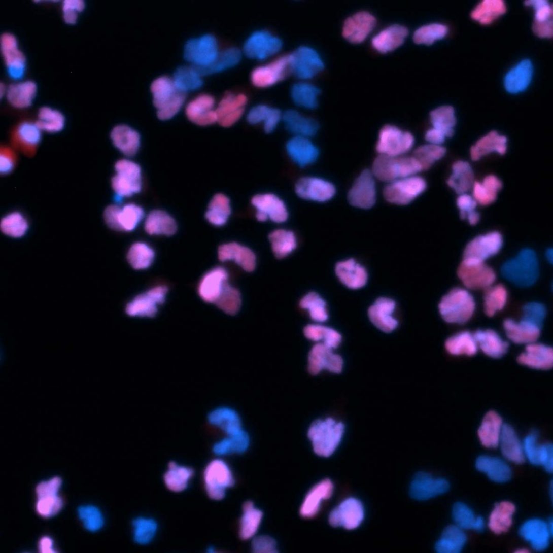 Synthemax Vitronectin Substrate | Stem Cell Adhesion & Expansion | Corning