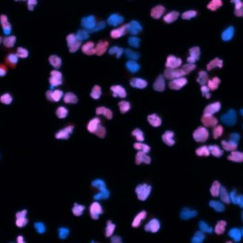 Synthemax Vitronectin Substrate | Stem Cell Adhesion & Expansion | Corning