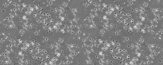 Corning® BioCoat™ Surfaces | BioCoat Cultureware | Corning