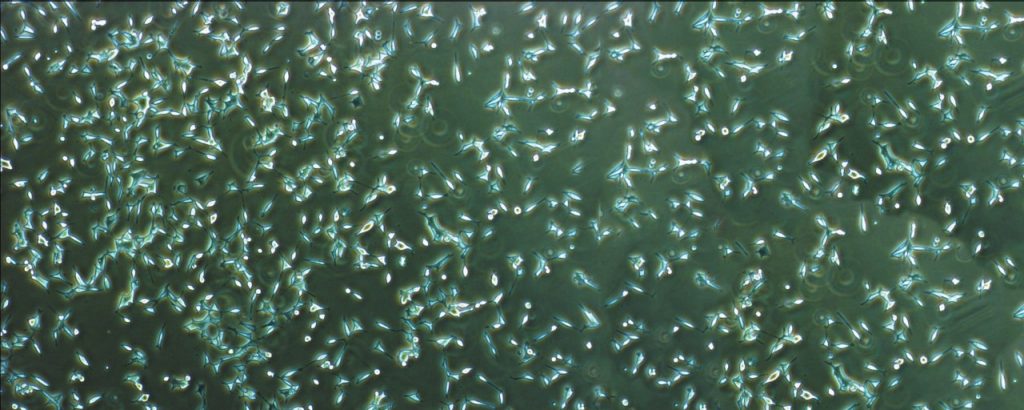 Corning® CellBIND® 表面 | 带负电荷的先进组织培养表面 | 康宁