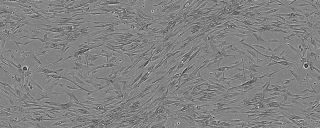 接着強化された細胞培養表面｜CellBIND表面、Primaria、PureCoatアミン、PuraMatrix | Corning