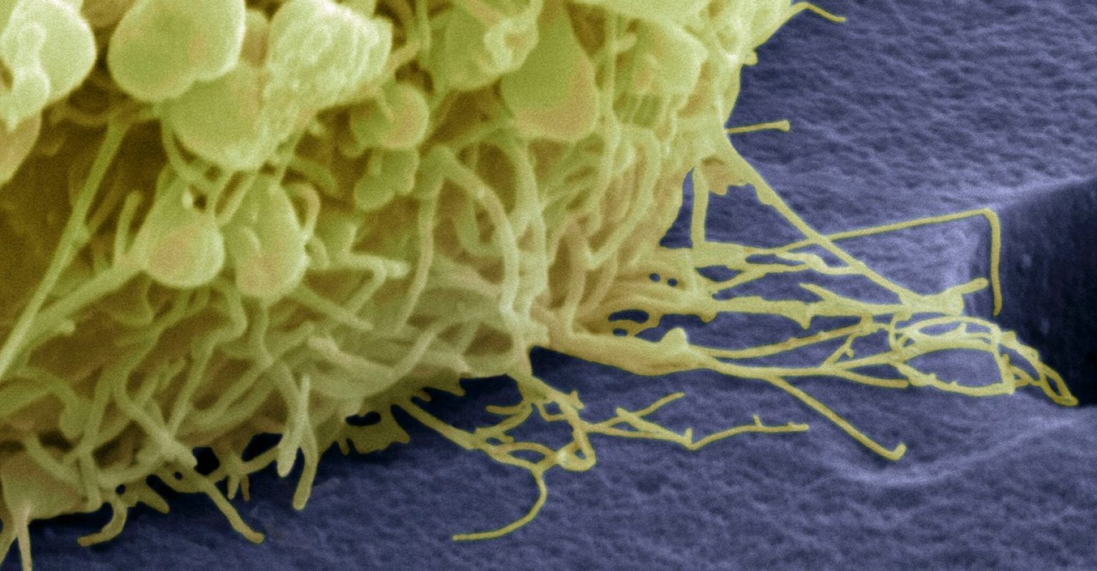 PureCoat™ Amine Surface | PureCoat™ Carboxyl Surface | Corning